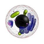 Cell Wars - P++ | Philipp Erler